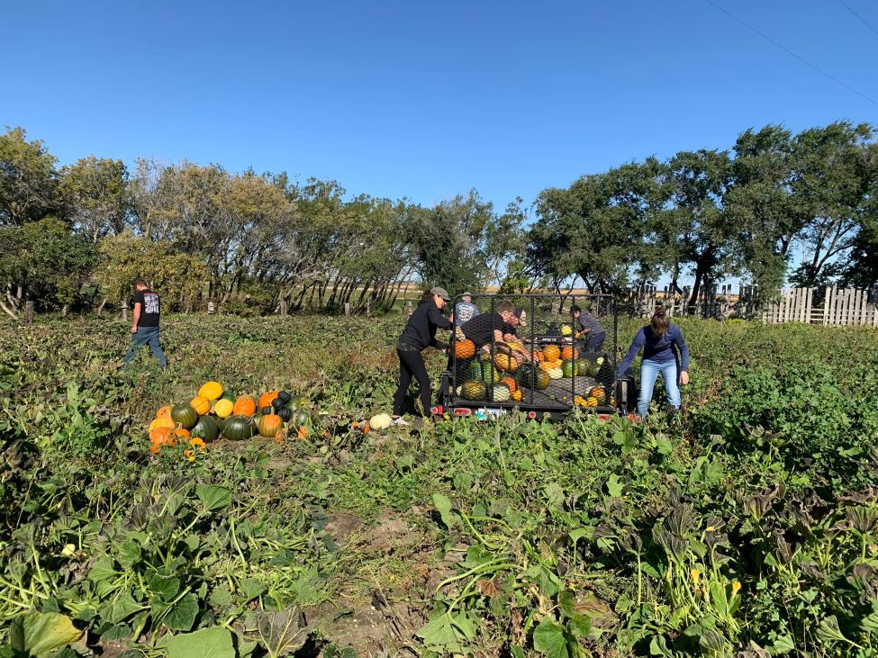 Pickin’ punkins & spreadin’ kindness through Paul's Pumpkin Patch - DiscoverWestman.com - Local ...